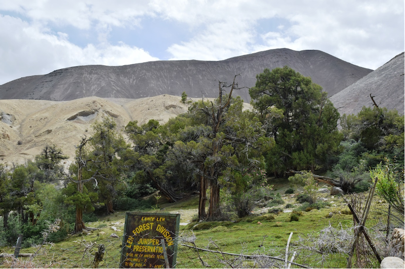 Shukpa is State Tree of Ladakh UT – Indus Dispatch