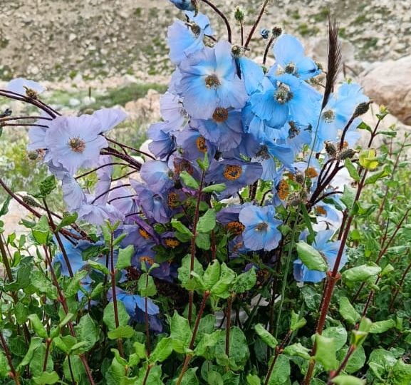 Himalayan Blue Poppy is Ladakh’s State Flower – Indus Dispatch