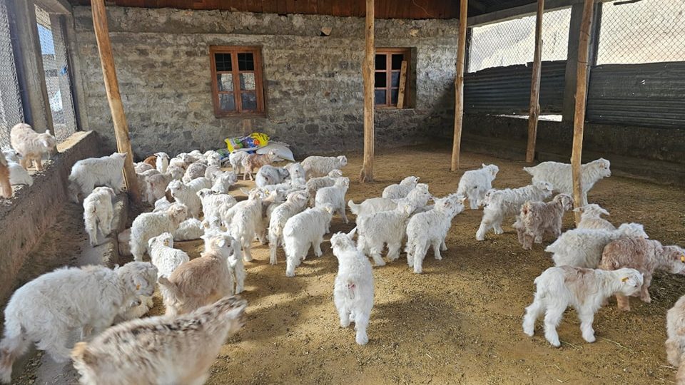 Joint Director Sheep Husbandry Department Ladakh conducts tour of ...