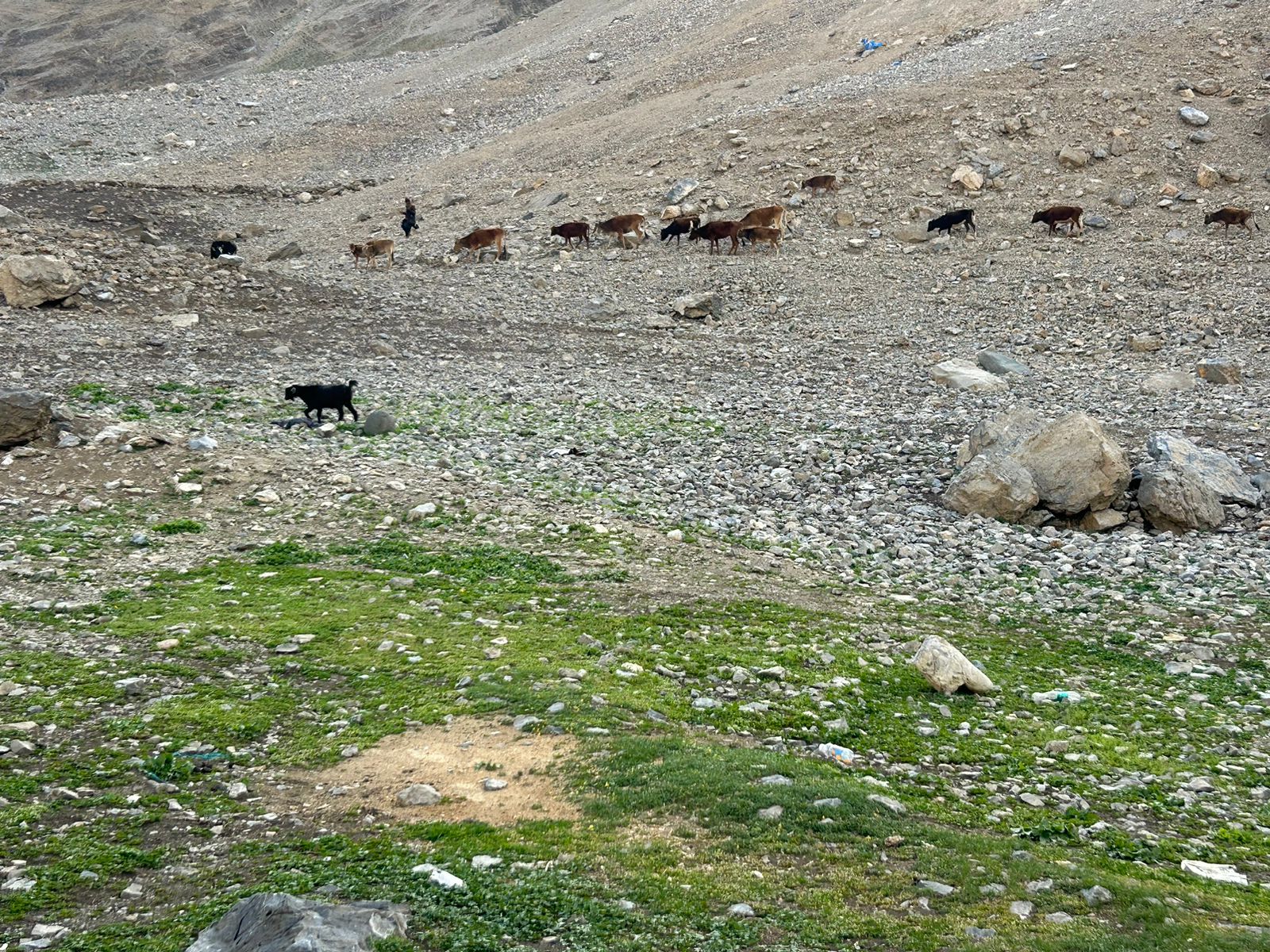 Chief Animal Husbandry Officer Kargil evaluates FMD outbreak control ...