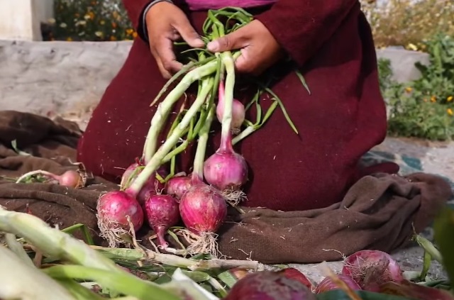 LAHDC Leh provides subsidy to boost Agriculture sector – Indus Dispatch