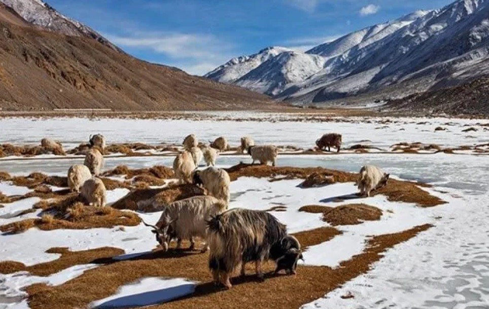 Changthang: The Highest Wildlife Reserve – Indus Dispatch