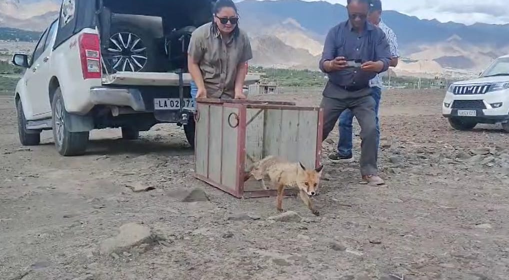 Red Fox rescued, rehabilitated successfully in Leh’s Spituk Farka ...