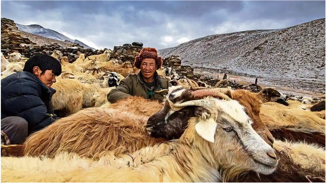 Ladakh’s quest for identity of its pashmina wool gets helping hand from ...