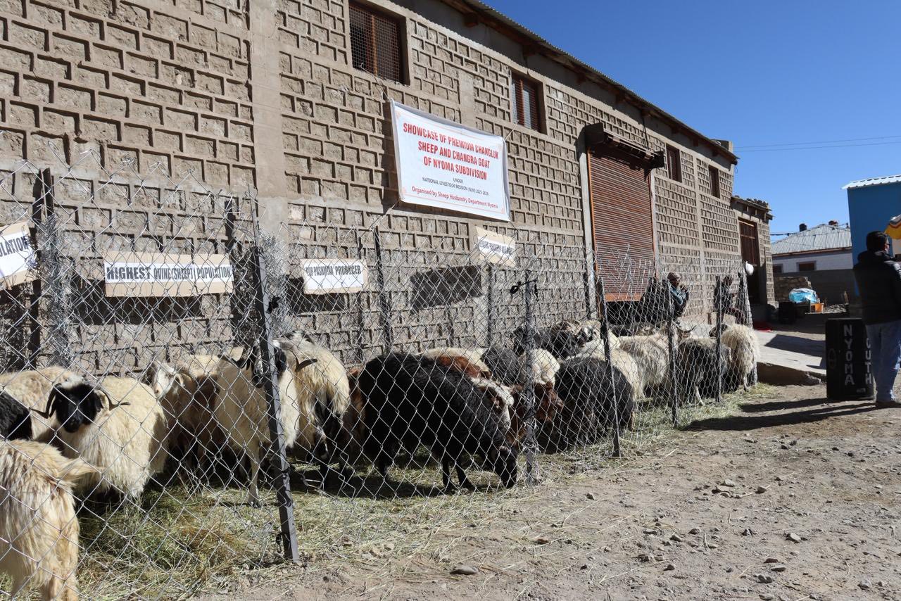 Sheep Husbandry Dept Holds NLM Sheep Camp in Nyoma – Indus Dispatch
